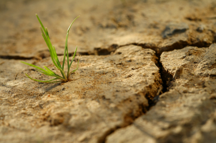Dry weather affects rubber plants in northeast India – Tiong Huat ...