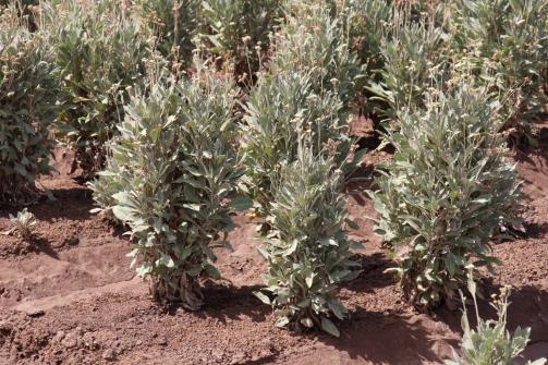Guayule photos: Moving closer to commercialization in West, Southwest ...